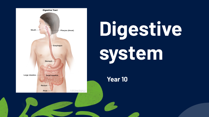 Year 10 Digestive system by Barminga Kamuren on Prezi