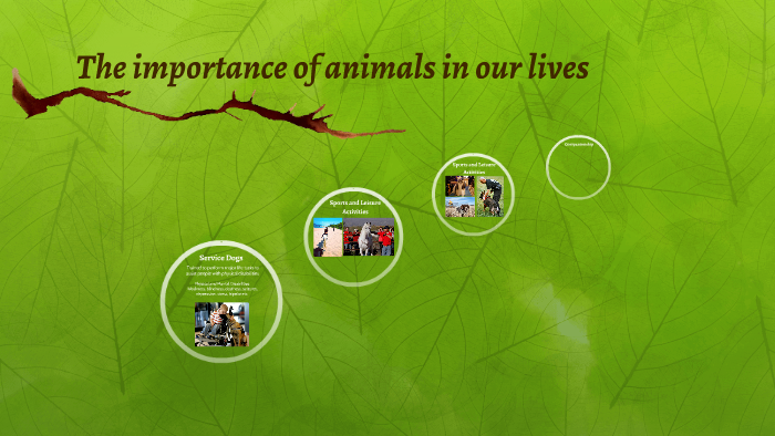The importance of animals in our lives by Erin Buko