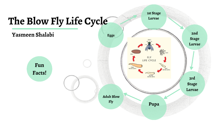 Life Cycle of Blow Flies by YASMEEN SHALABI on Prezi