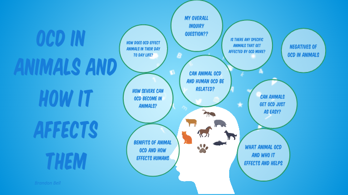 OCD in animals by Brandon Bell on Prezi