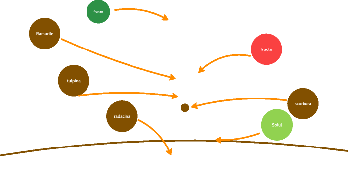 Proiect scoala copac by tudor sava on Prezi