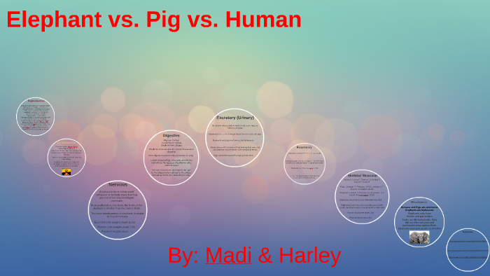 Elephant vs. Pig vs. Human by Harley Barnard on Prezi