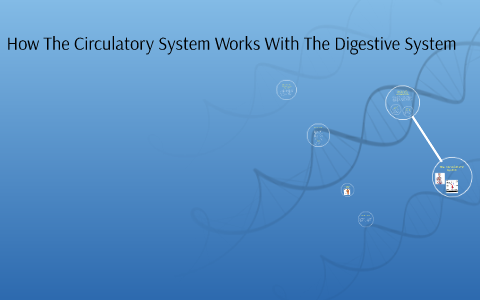 How The Circulatory System Works With The Digestive System by Arianna W ...