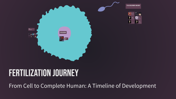Fertilization Journey by Sab A on Prezi