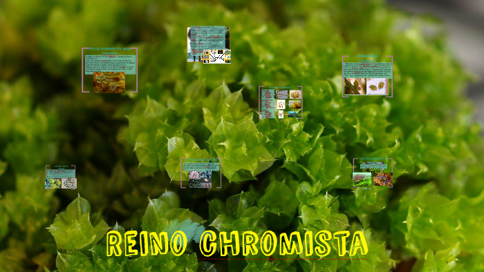 Reino chromista by Esteban Hernández on Prezi