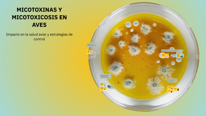MICOTOXINAS Y MICOTOXICOSIS EN AVES by Pedro Diaz Sjostrom on Prezi
