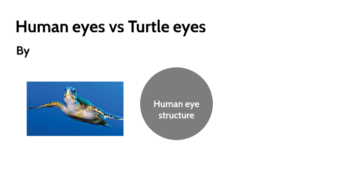 Human vs turtle eyes by Sierra Merrick on Prezi