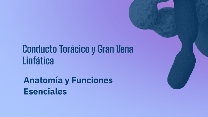 Conducto Torácico y Gran Vena Linfática by ingridy eduarda on Prezi