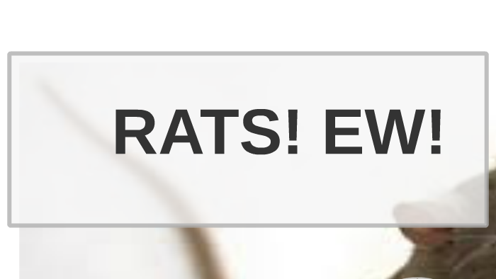 Rats! Ew! by Otis Goins on Prezi