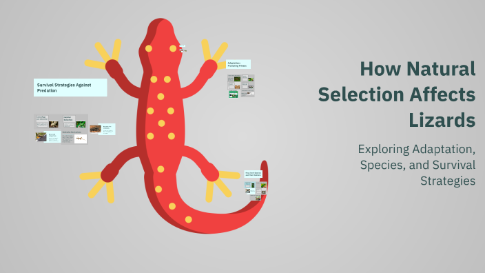 How Natural Selection Affects Lizards by luis solares on Prezi