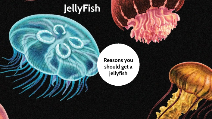 Jellyfish pets by Sophia Jackson on Prezi