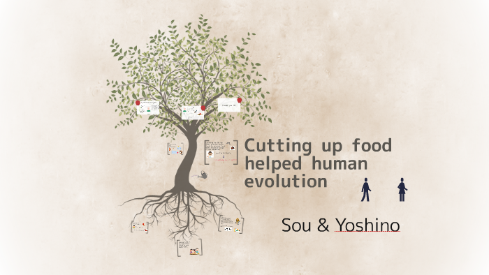 Cutting up food helped human evolution by 由乃 徳留 on Prezi