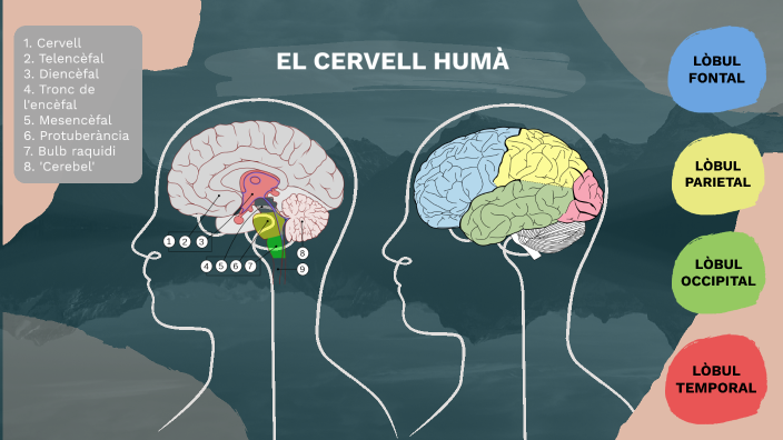 el cervell by Àfrica Montoya Moreno on Prezi