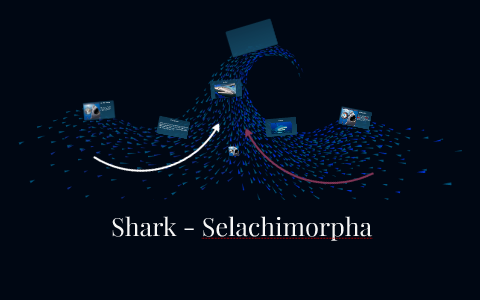 Shark - Selachimorpha by Rosalinda Thach on Prezi