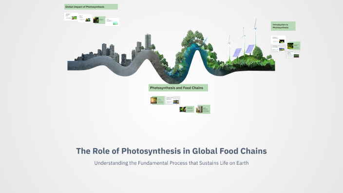 The Role of Photosynthesis in Global Food Chains by Aqswde on Prezi