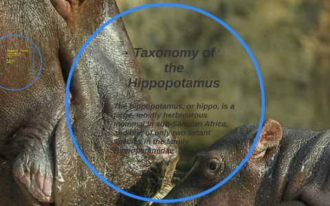Taxonomy of the Hippopotamus by gabrielle stewart