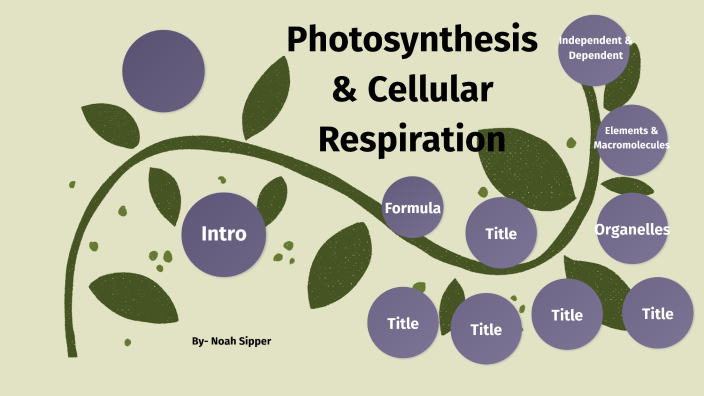 Photosynthesis & Cellular Respiration project by Noah Sipper on Prezi