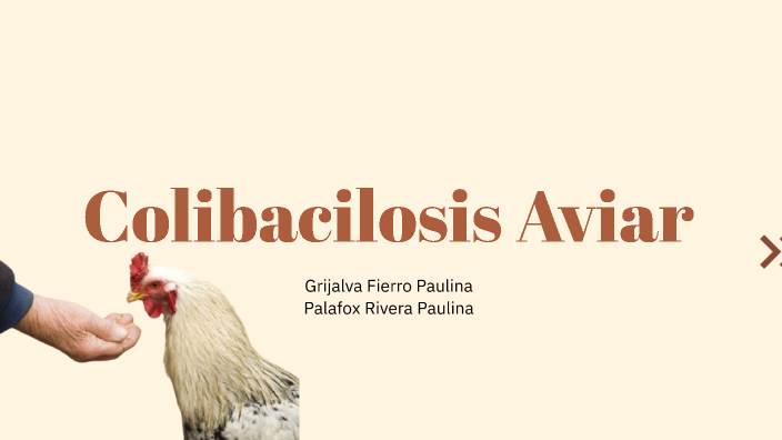 Colibacilosis Aviar by paulina grijalva on Prezi
