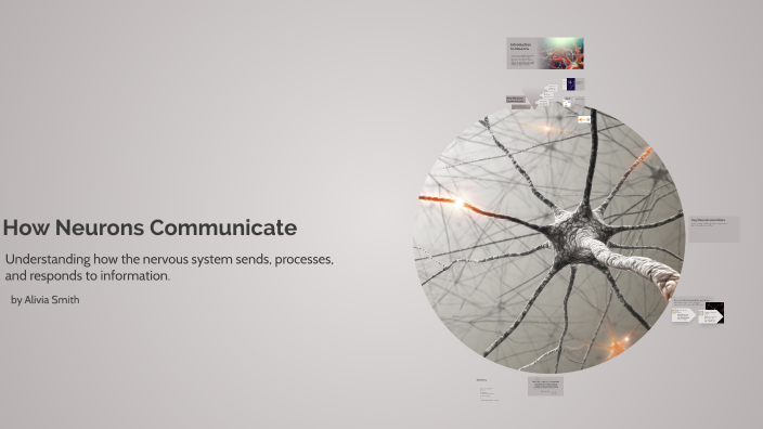 Understanding Neurons: The Building Blocks of the Nervous System by ...