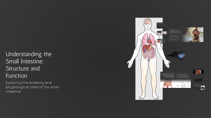 Understanding the Small Intestine: Structure and Function by Irene ...
