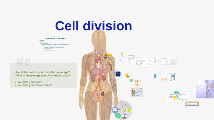DNA replication, cell division and cancer by on Prezi
