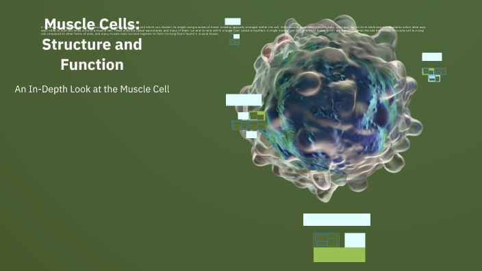 Muscle Cells: Structure and Function by Oscar Bell on Prezi