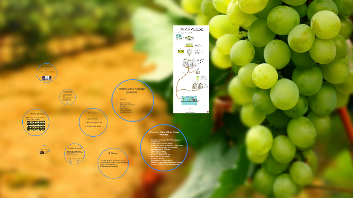 White wine making process by Clémence Chauveau on Prezi