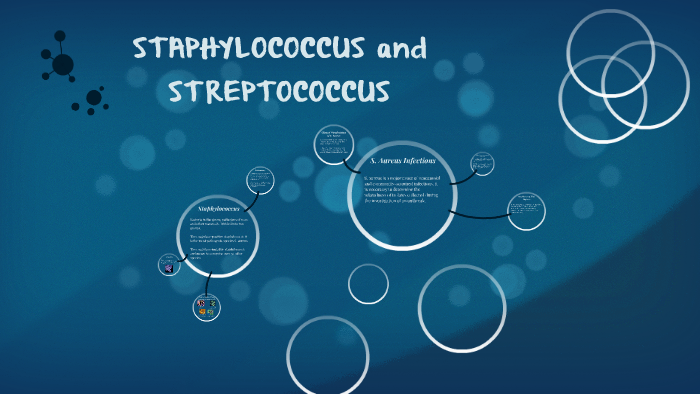 STAPHYLOCOCCUS and STREPTOCOCCUS by Dominick Rotap on Prezi
