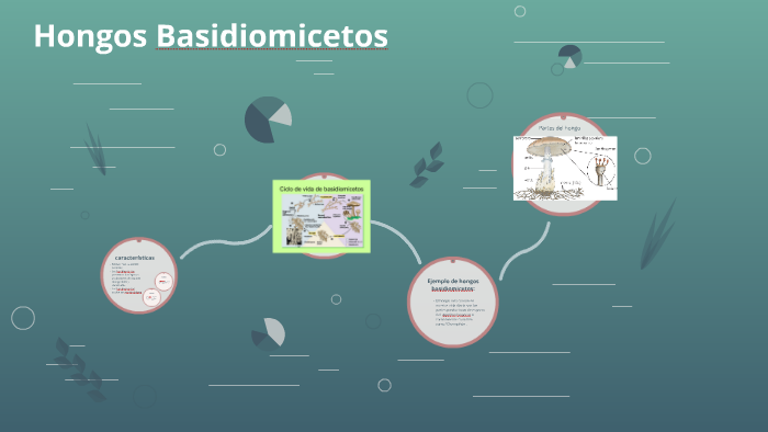 Hongos Basidiomicetos by lizbeth Medina on Prezi