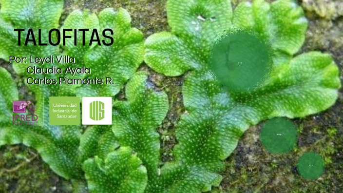 PLANTAS TALOFITAS by Carlos Piamonte on Prezi