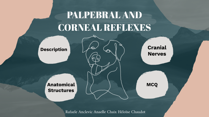 Palpebral and Corneal Reflexes by Rafaele Anclevic on Prezi
