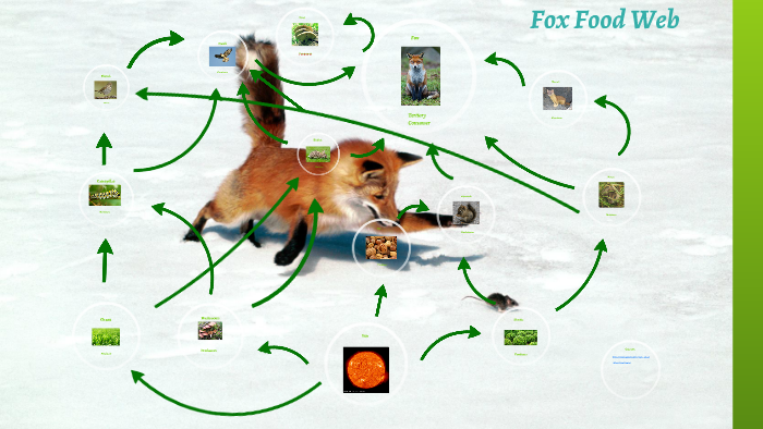 Fox Food Web By: Jacob Hall by Jacob Hall on Prezi