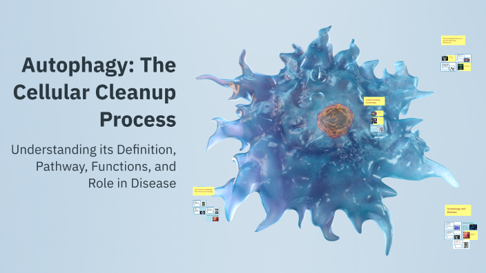 Autophagy: The Cellular Cleanup Process by Toka Mahmood on Prezi