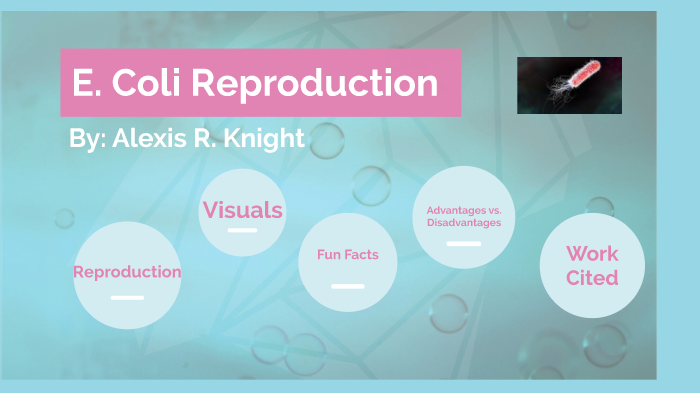 E. Coli Reproduction by Alexis Knight on Prezi