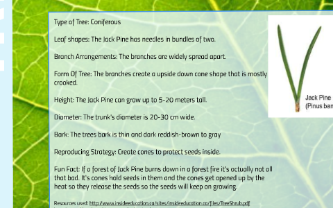 TREES NATIVE TO ALBERTA by Dawson Schmidt on Prezi