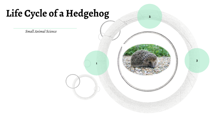 Hedgehog Life Cycle by Devon Pettera on Prezi