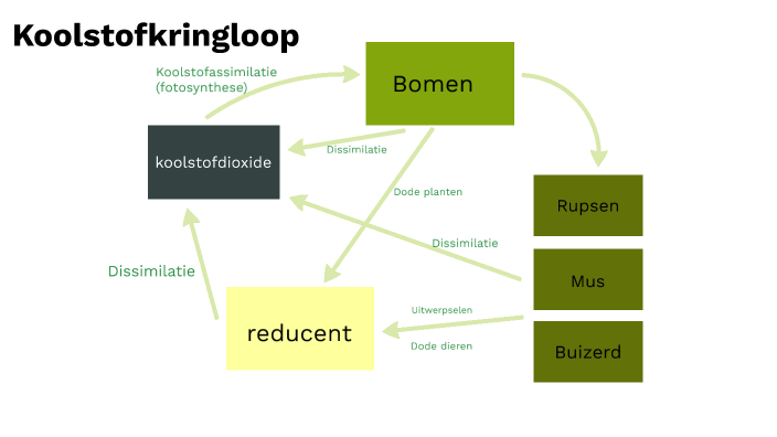 Koolstofkringloop by Zoë Bosker on Prezi