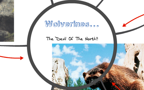 Wolverine-Research by Ananya Kamath on Prezi