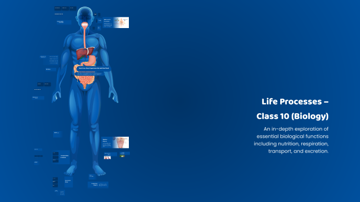Life Processes – Class 10 (Biology) by rifan rp on Prezi