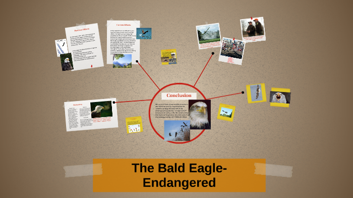 The Bald Eagle-Endangered by Sydney Webster on Prezi
