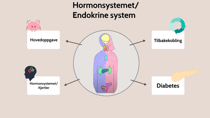 Hormonsystemet (endokrine system) by Martin Nguyen on Prezi