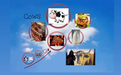 Cows by Kaylin Chaney on Prezi
