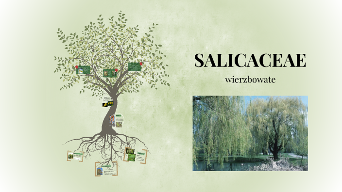 Salicaceae by Julia Drózd on Prezi
