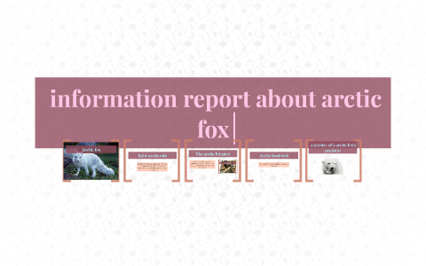 arctic fox life cycle by Isabel ng on Prezi