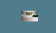 Wombat Life Cycle by Jack Johnson on Prezi