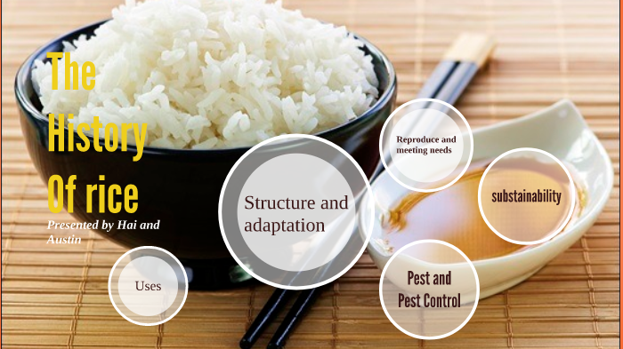 Rice lyfe by Hai nguyen on Prezi