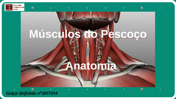 Músculos do Pescoço by lfabp lfabp on Prezi