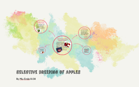 Selective breeding of Apples by Miu Endo on Prezi