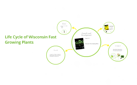 Life Cycle of Wisconsin Fast Growing Plants by Ashley Agre on Prezi