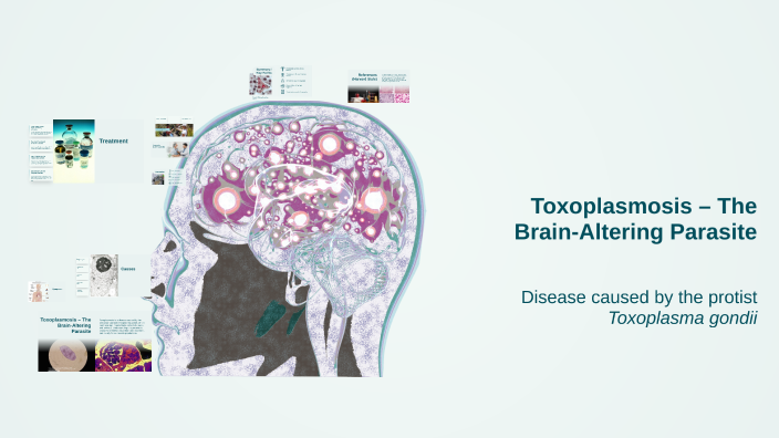 Toxoplasmosis – The Brain-Altering Parasite by kaleb chipps on Prezi